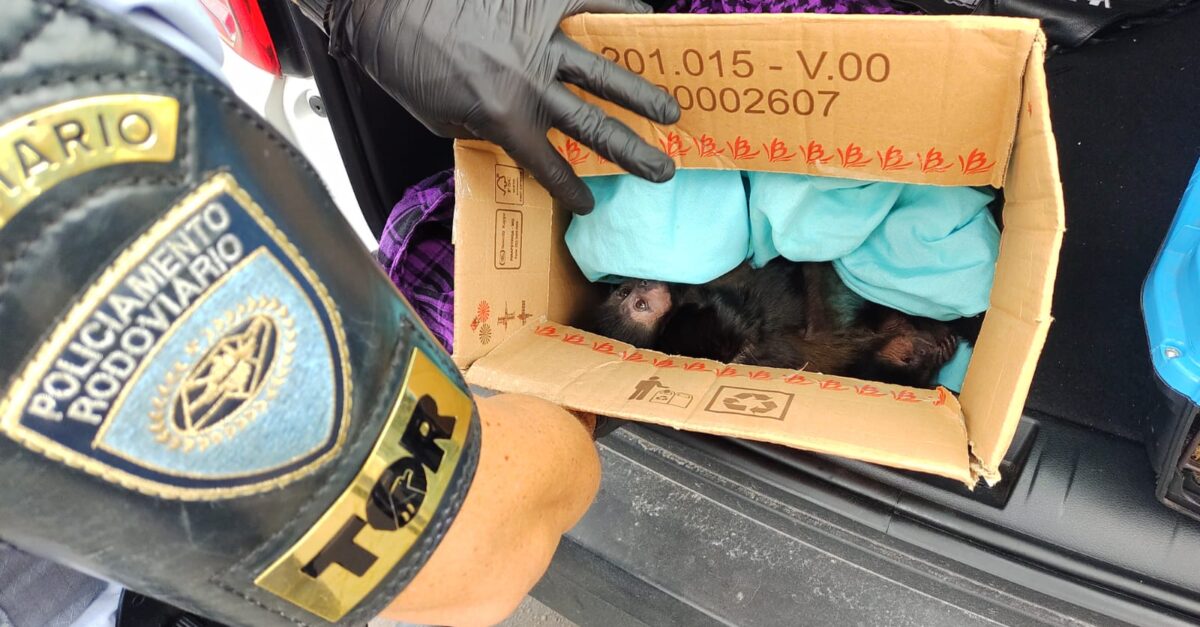 Casal é detido pela Polícia Rodoviária transportando macacos em caixas ...